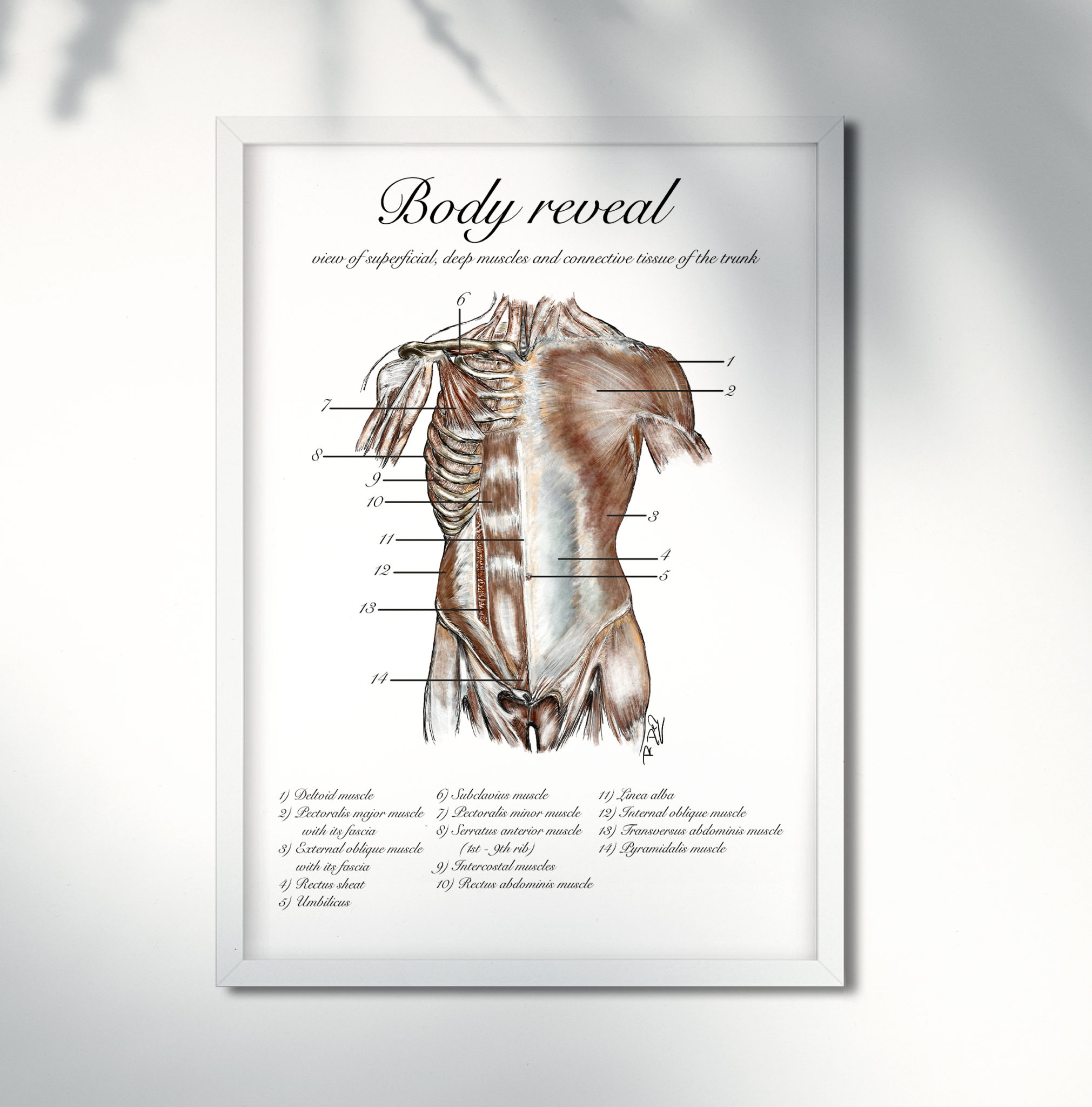 Plakat - Body Reveal - Zoga MovementZoga Movement